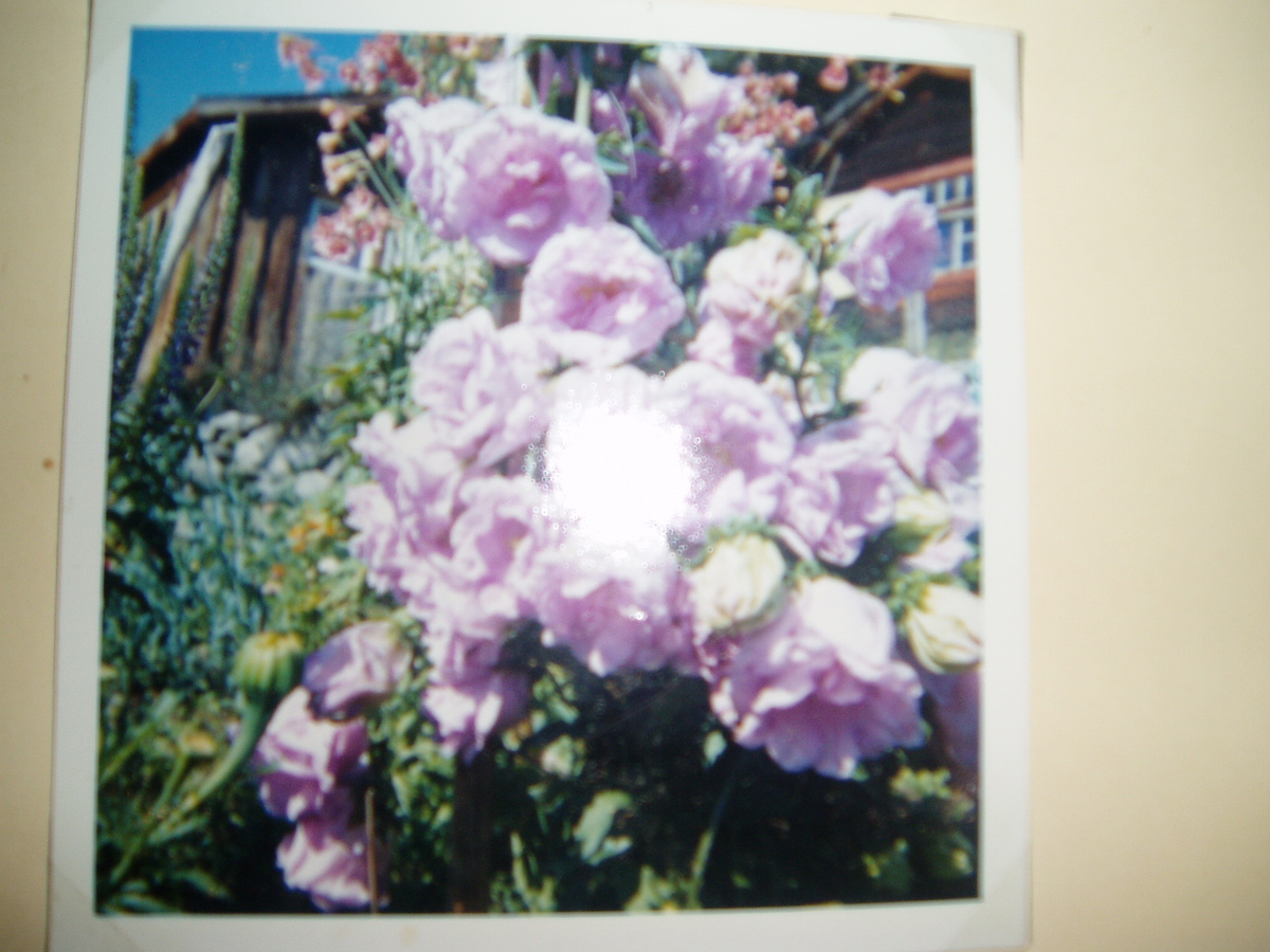 Bjørn og Eva sin hage i Haukdalen i Lom - DigitaltMuseum