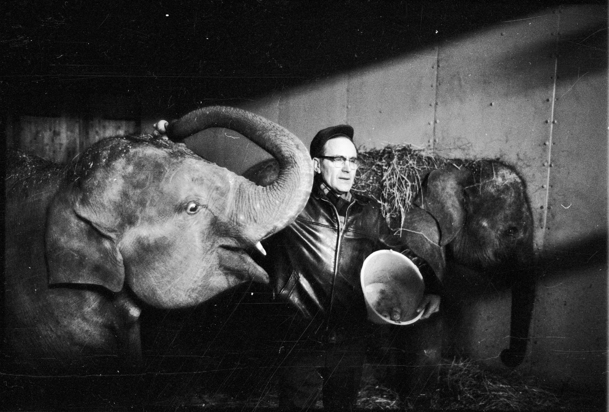 Furuviks djurpark, Gävle januari 1967 - Upplandsmuseet / DigitaltMuseum