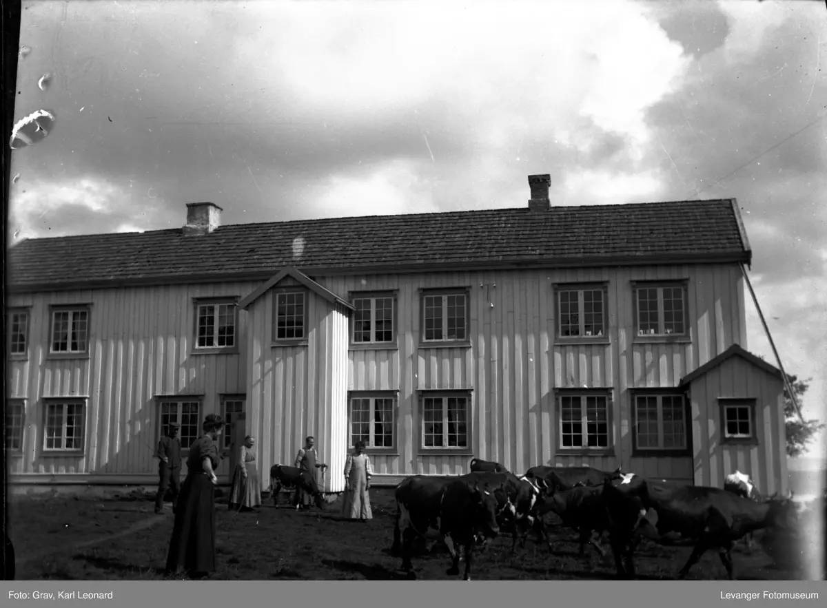 Gårdstun, kuslipp - Levanger Fotomuseum / DigitaltMuseum