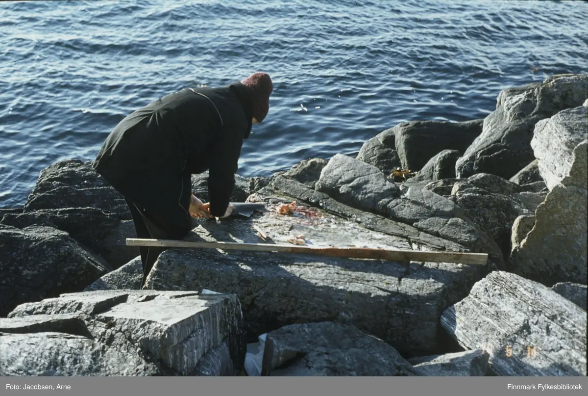 Aase Jacobsen Står Og Sløyer Fisk Det Er Store Steiner Og I Bakgrunnen Er En Ganske Rolig Sjø