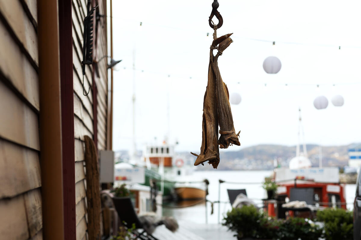 Edens hage luktet tørrfisk - Museum Vest