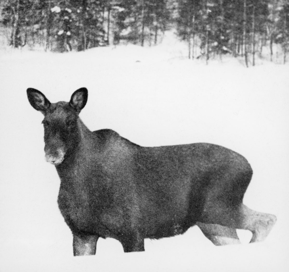 Elgku i djupsnø, barskog i bakgrunnen. Foto: Nordnes. - Anno Norsk ...