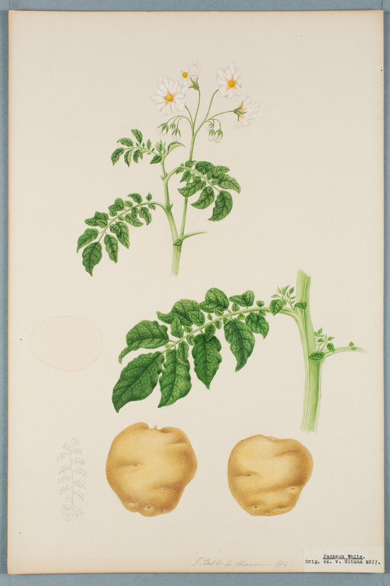 Sveriges kulturväxter. Illustration utförd av Henriette Sjöberg ...