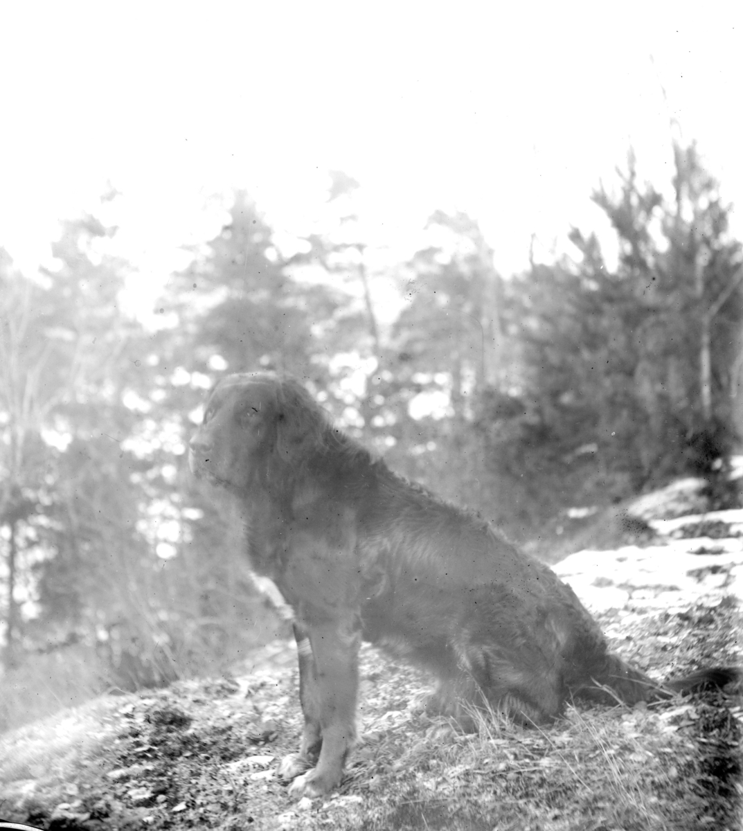 Bamse og skog - Telemark Museum / DigitaltMuseum