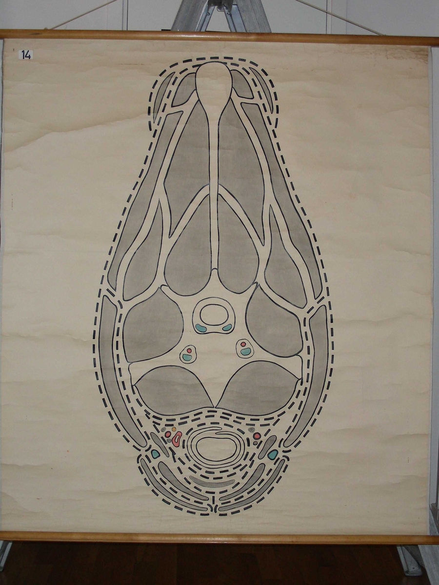 Anatomisk plansje - Vitenparken Campus Ås / DigitaltMuseum