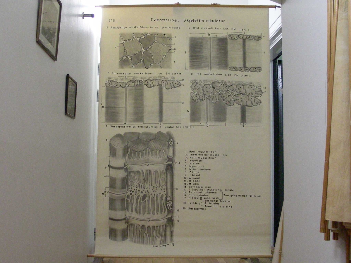 Anatomisk plansje - Vitenparken Campus Ås / DigitaltMuseum