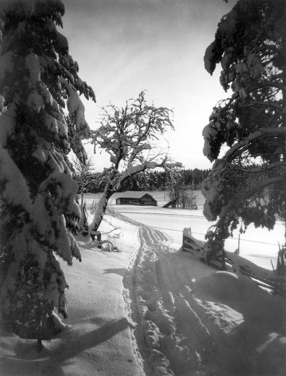 Vinterbild - Västernorrlands museum / DigitaltMuseum