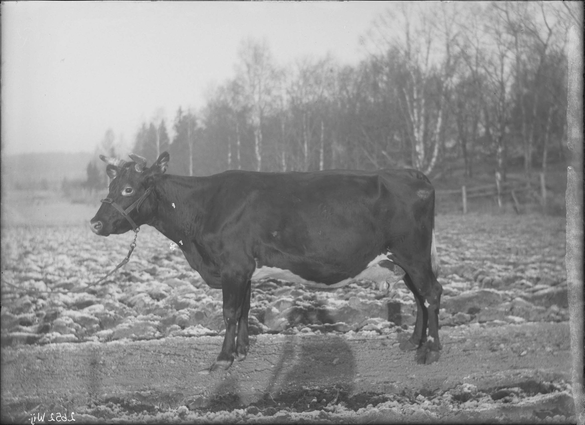 Boskap på Hamre gård i Badelunda - Västerås Stadsarkiv / DigitaltMuseum