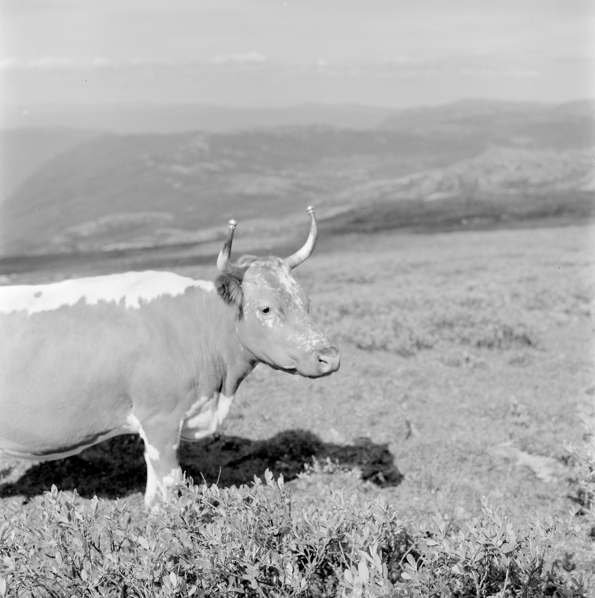 Gaustatoppen (kuer - DEXTRA Photo / DigitaltMuseum