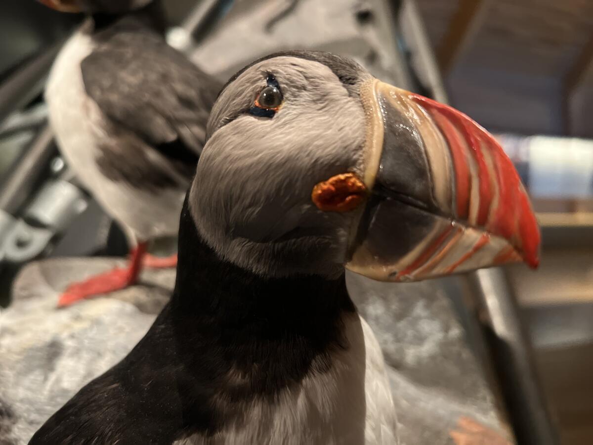 Fugler - Svalbard Museum