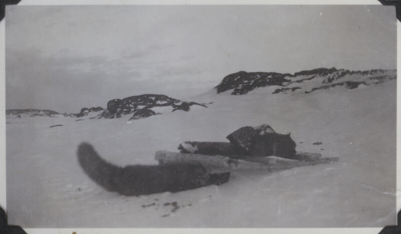 Fur hunting - Svalbard Museum