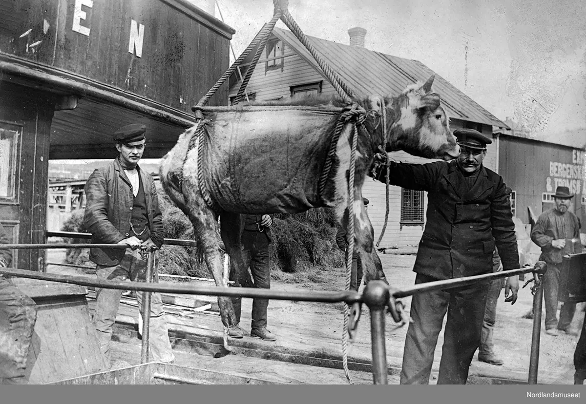 M/S Ofoten i Larvik. Heiser ombord/laster av lasten, som er en ku/kalv. - Nordlandsmuseet ...