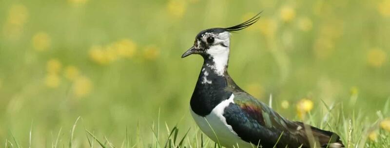 Kåseri om vipa og andre trekkfugler - Eidskog museum