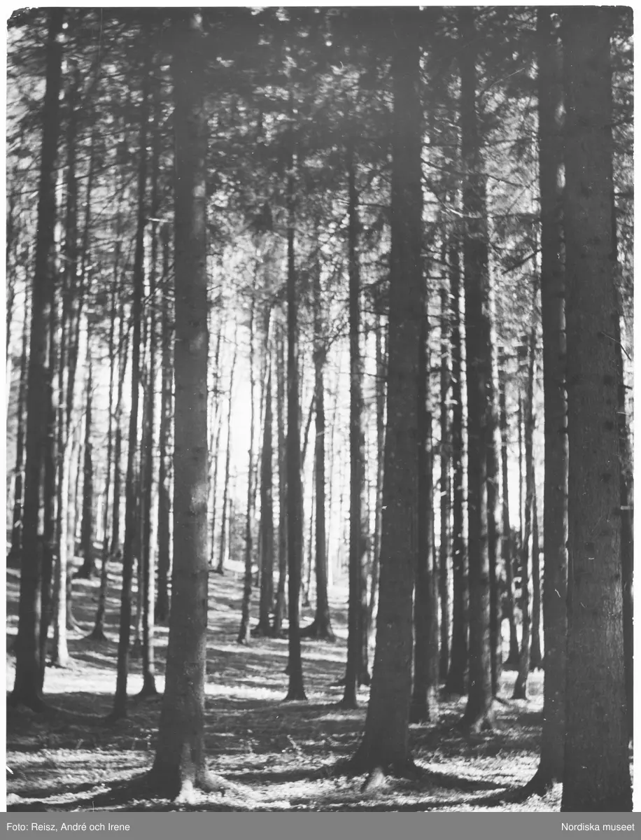 Dalarna. Skog i Dalarna. - Nordiska museet / DigitaltMuseum