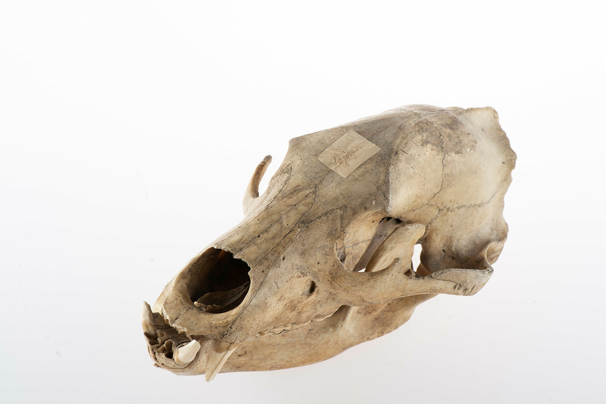 Björnkranium - Värmlands Museum / DigitaltMuseum