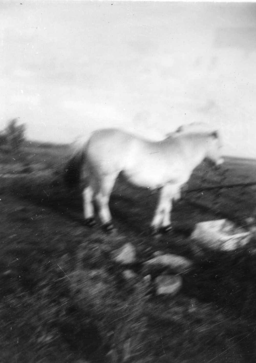 Hest på et jorde, trolig en fjordhest. - Museum Nord / DigitaltMuseum