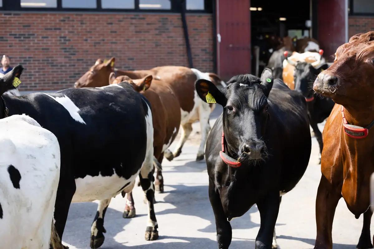 The Farm Animals – Bygdø Royal Manor