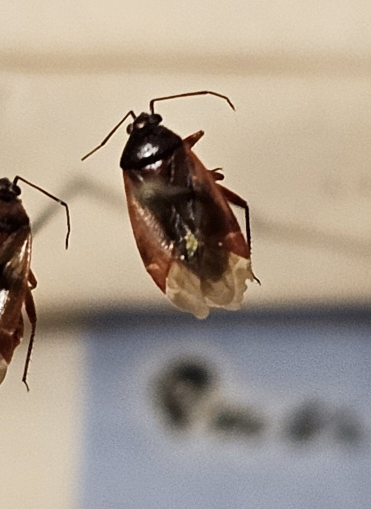 INSEKT - Vänersborgs museum / DigitaltMuseum