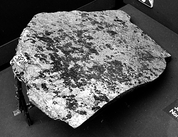 Fallem - Anno Norsk skogmuseum / DigitaltMuseum