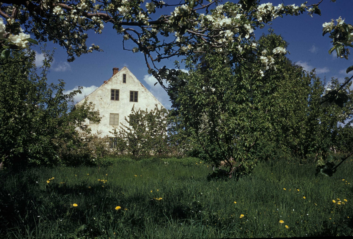 Frukthaven på Hverven gård, Stange, Hedmark. - Norsk Folkemuseum ...