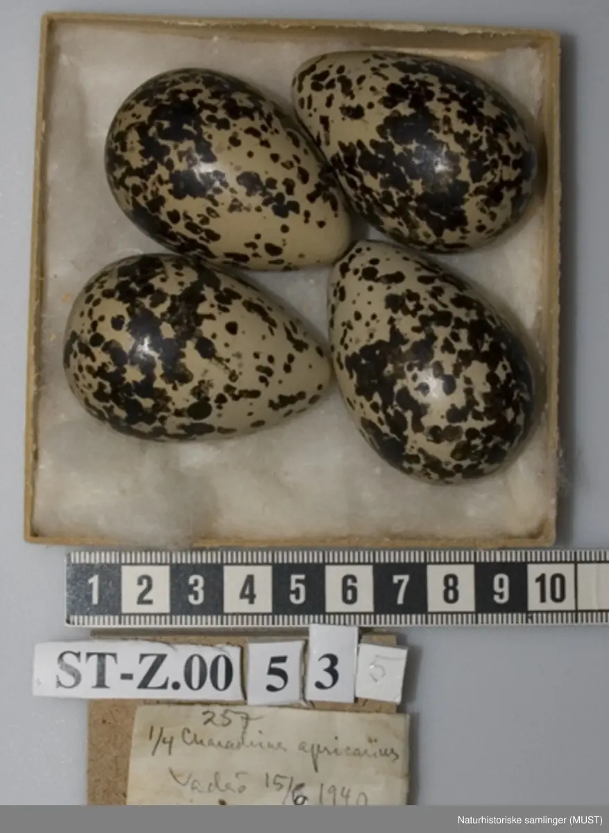 Heilo - Naturhistoriske samlinger (MUST) / DigitaltMuseum