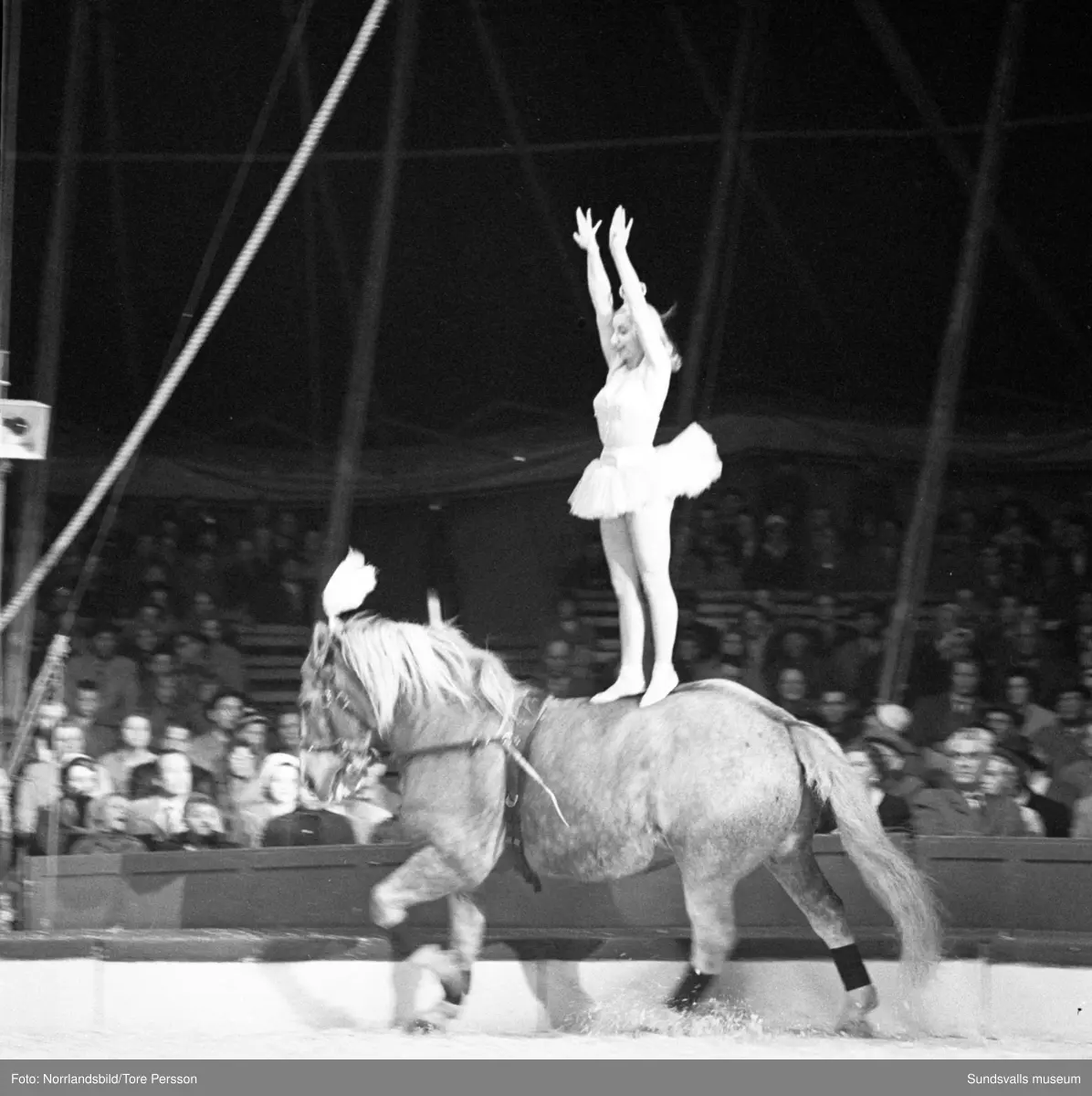 Cirkus Scott i Sundsvall med rovdjur, hästar och bland annat ...
