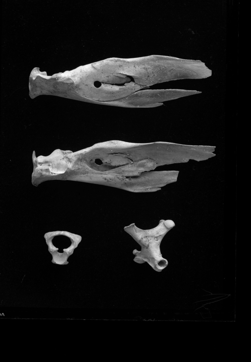 Pinguinus Impennis Linnaeus 1758 Alca Impennis Linnaeus