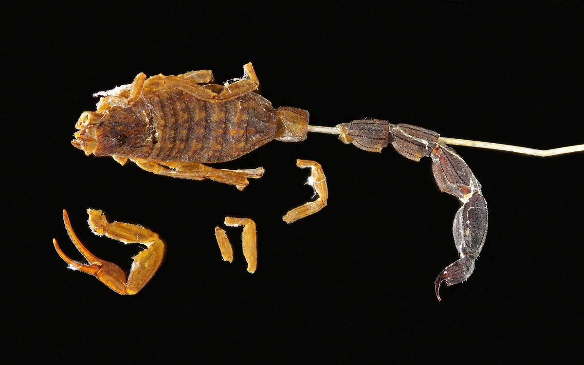 Phassus columbianus - Göteborgs Naturhistoriska Museum / DigitaltMuseum