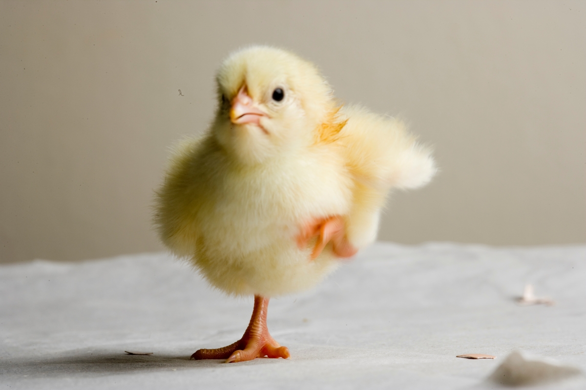 En kylling - en time gammel - Museene i Akershus / DigitaltMuseum