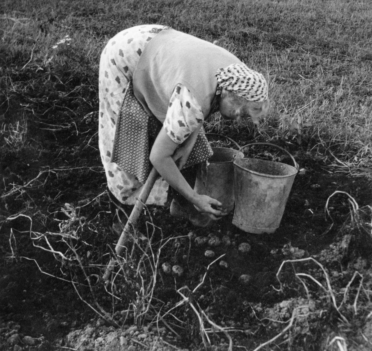 Västra Tunhem, Strömsberg. Skördning av potatis, Astrid Olsson (född ...