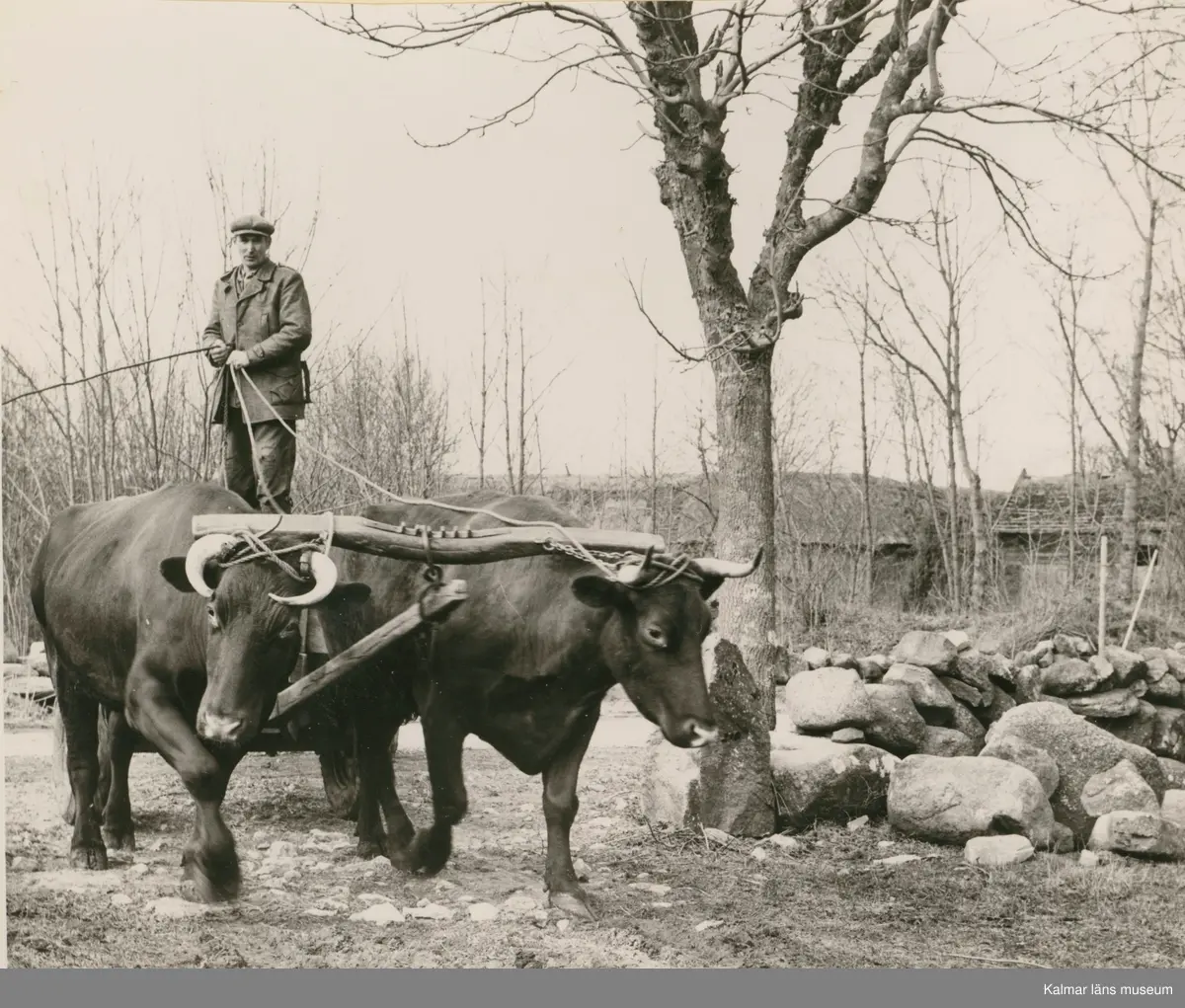 Ragnar Nilsson med ett spann oxar i Alvidigt, april 1955. - Kalmar läns museum / DigitaltMuseum