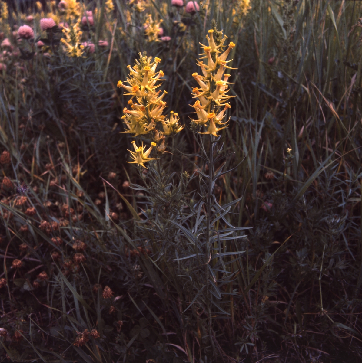 Peloria, en mutation, på gulsporre, 1975. Peloria efter grekiskans ord ...