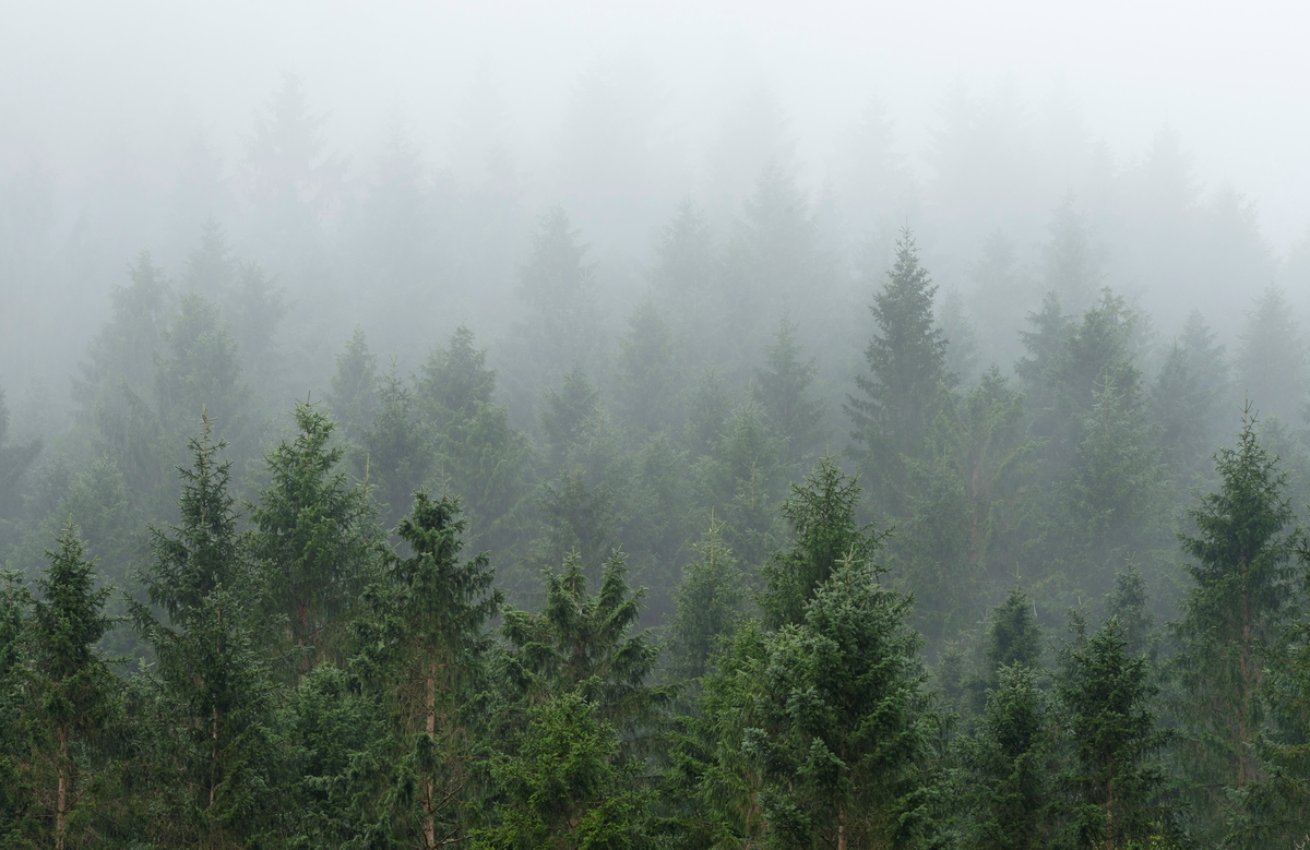 Granskog på en regn- og tåkefull høstdag 2017. Fotografiet er tatt fra ...