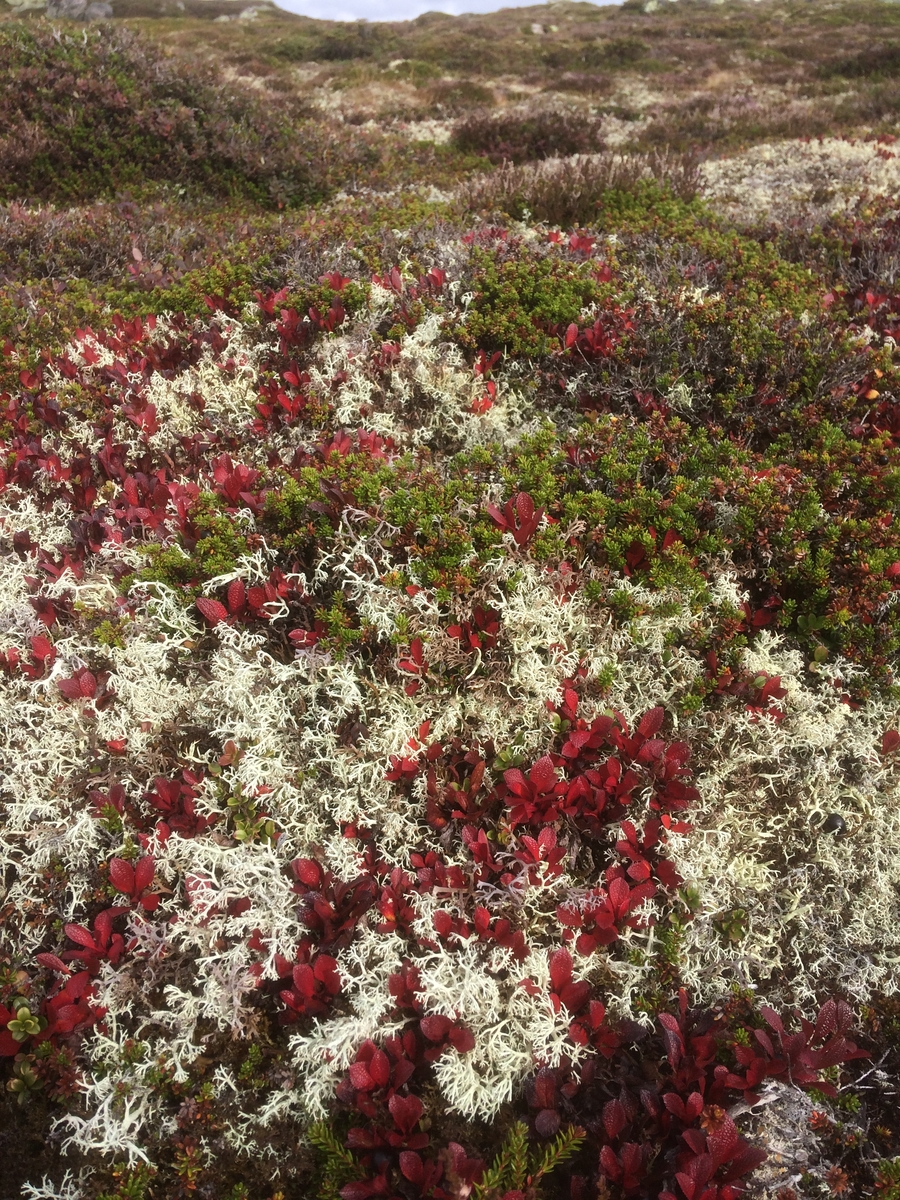 Samling av sauer frå heia. 5000 sauer blir samla ved Flåtå ved ...