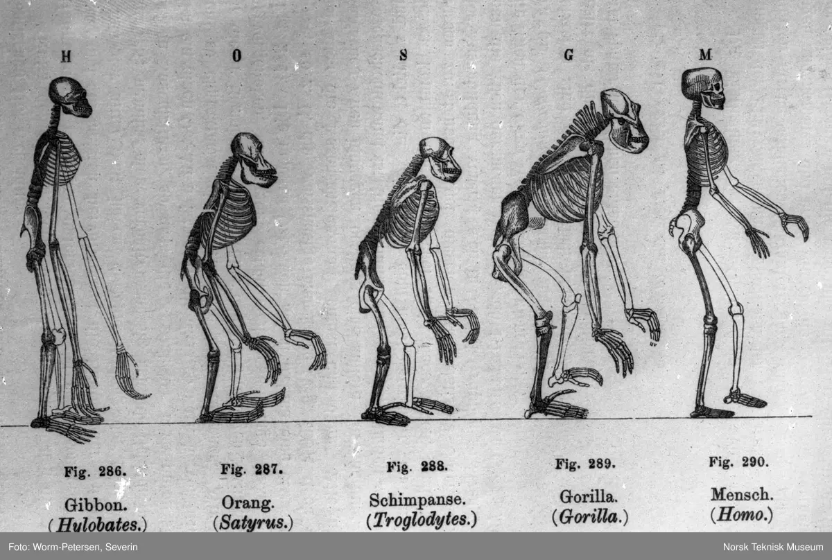 Skjelett av gibbonape, orangutang, sjimpanse, gorilla og menneske ...