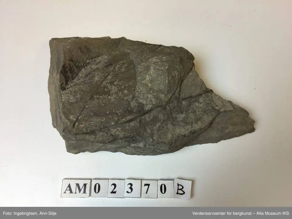 Fossiler fra Svalbard - Verdensarvsenter for bergkunst – Alta Museum ...