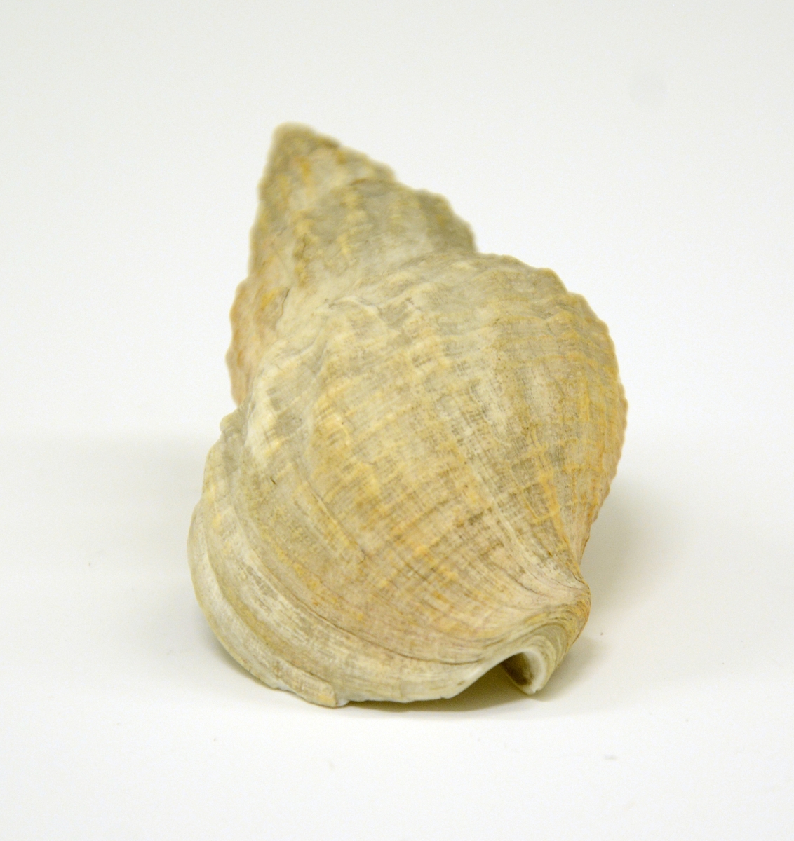 Skjell/musling - Telemark Museum / DigitaltMuseum