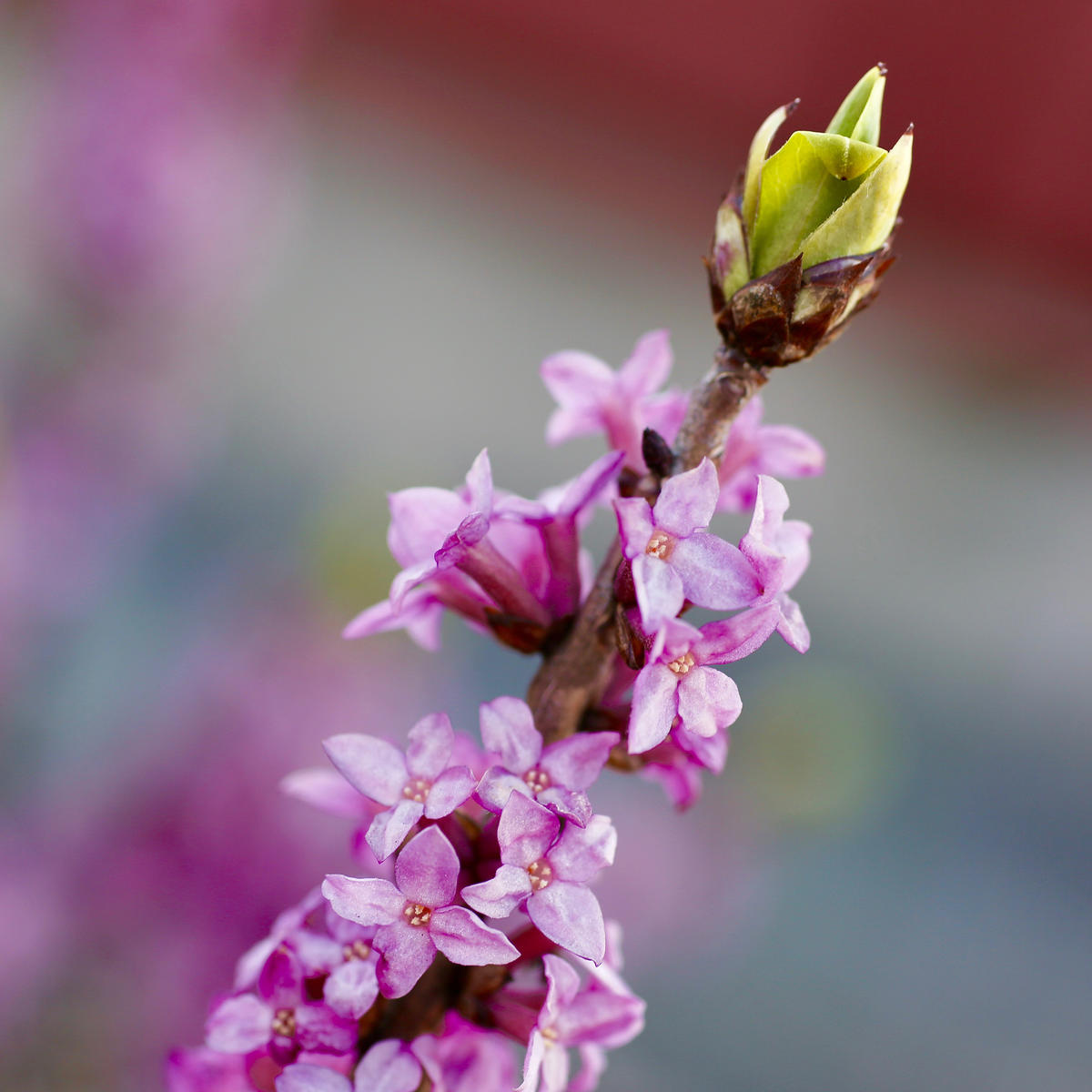 Tysbast - Domkirkeodden