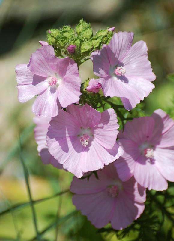 Kattost - Moskuskattost - Asker museum