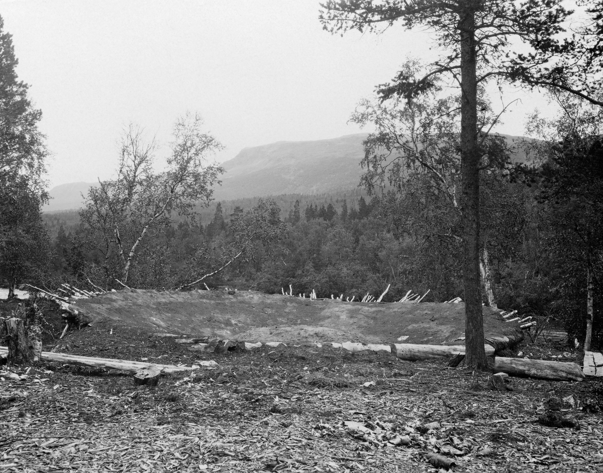 Stor tjæremile i Dividalen i Målselv i Troms, fotografert sommeren 1913 ...